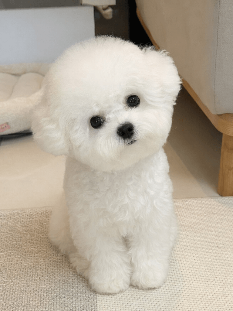 Kling Motion Control: Make AI Dog Dance Videos WeShop AI Blog